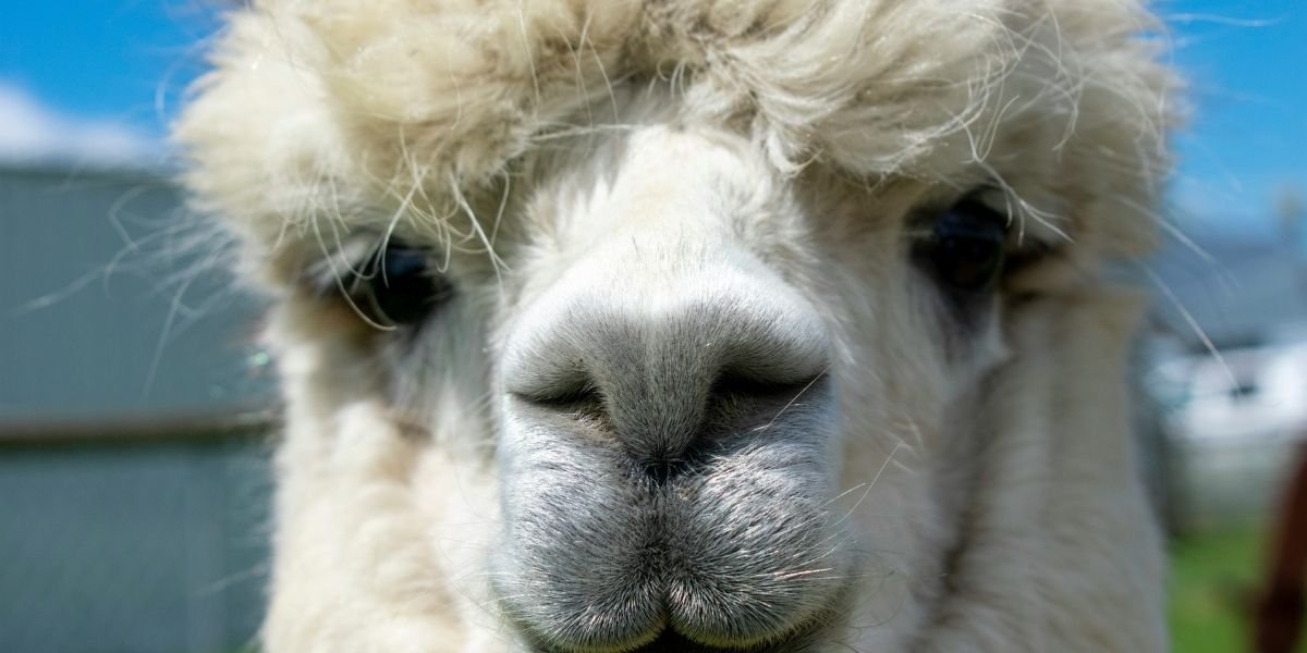 Portland Airport Welcomes Therapy Llamas to Calm Holiday Travelers ...
